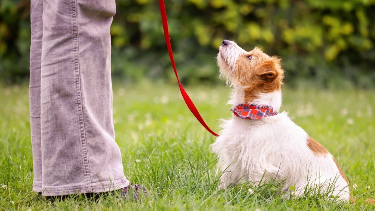 Advantages Of Positive Reinforcement Dog Training