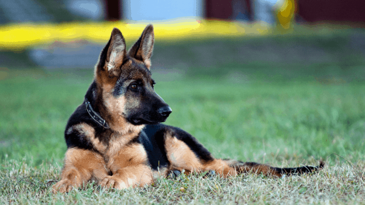 German Shepherd Training Guide