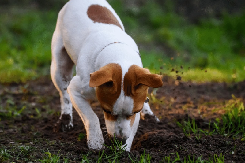Techniques To Stop A Dog From Digging