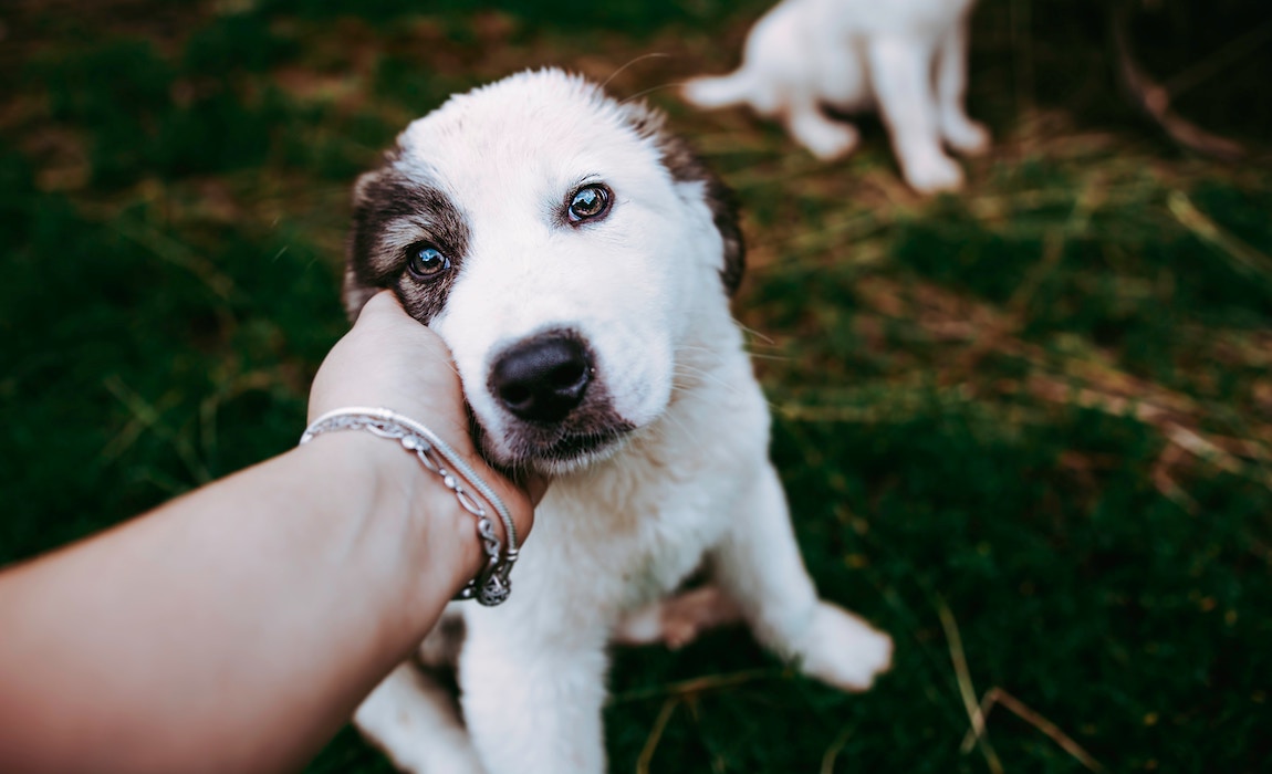 Training A Rescue Dog To Trust Humans