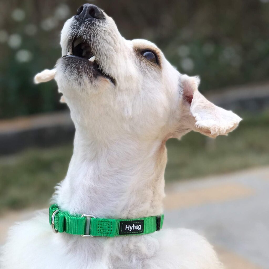 Hyhug Durable Escape-proof Martingale Dog Collar Review