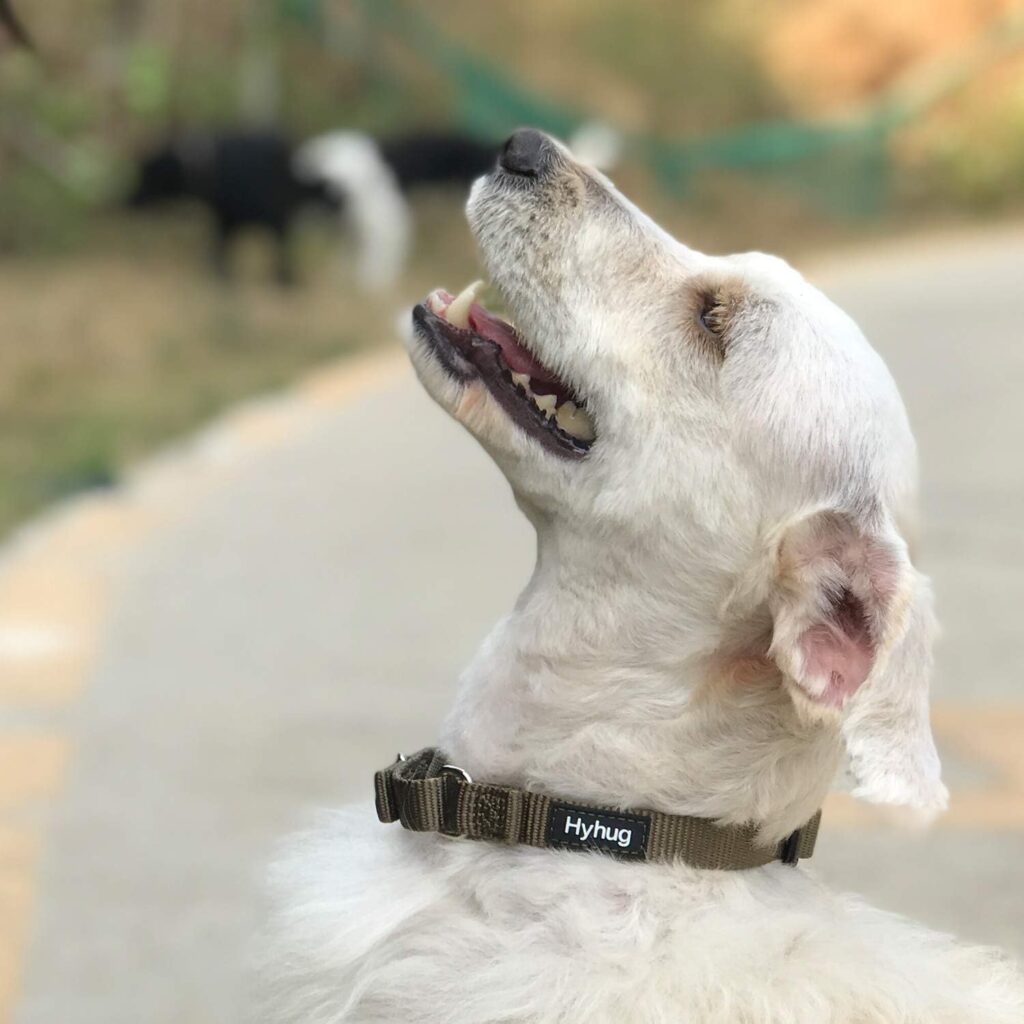 Hyhug Durable Escape-proof Martingale Dog Collar Review